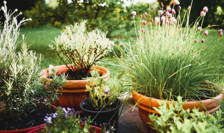 Your Guide to Beautiful Gardens | Be Plant Wise